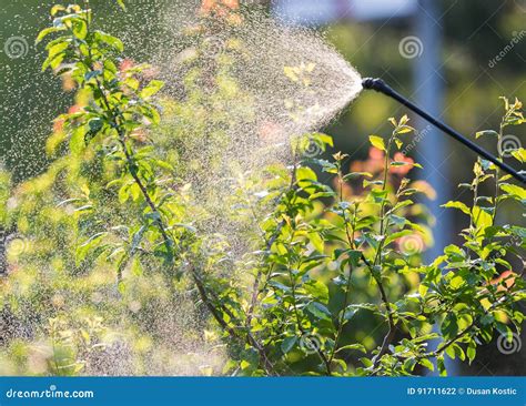 Gardener Applying An Insecticide Fertilizer To His Fruit Shrubs Stock