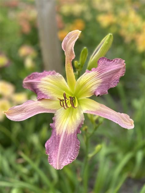 Game Day — Blue Barn Daylilies