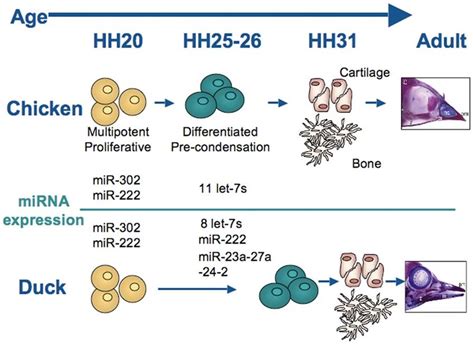 A Model Of Differences In Neural Crest Differentiation And Bone