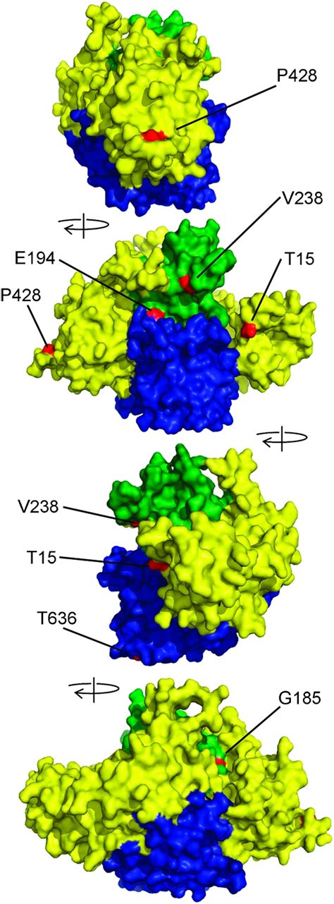 Recent Amino Acid Substitutions In D Simulans Ago2 The Surface