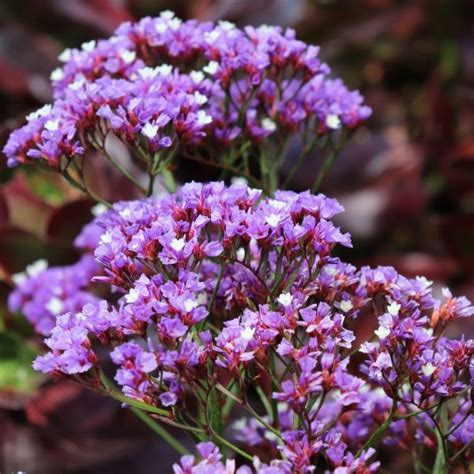 Limonium Perezii Blue Warners Nurseries