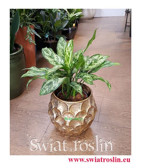 Aglonema ‘Romeo’ Aglaonema, Świat Roślin sklep z roślinami