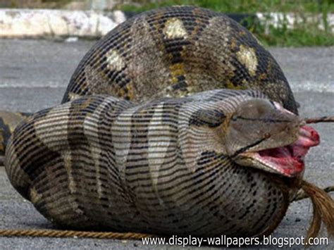 O Que é Anaconda