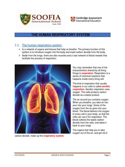 The Human Respiratory System240602153101 Pdf Respiratory Tract