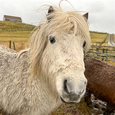 I Am Wrong My Shetland