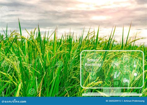 Smart Agriculture With Modern Technology Concept Rice Farm Field And