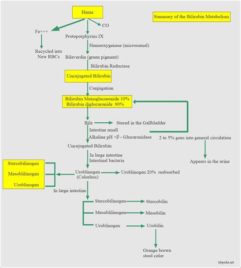 bilirubin part 1 total bilirubin direct and indirect bilirubin