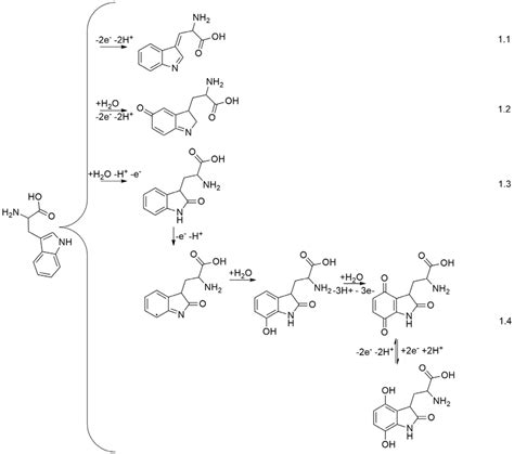 Oxidation Pathways Of L Trp As Proposed In The Literature By Several