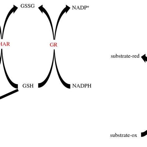 Schematic View Of Selected Antioxidant Scavenging Enzymatic Reactions