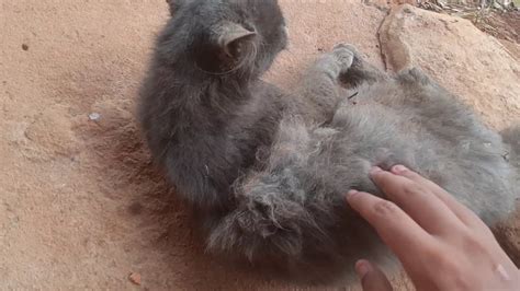 Meu Gato Quase Morreu Youtube