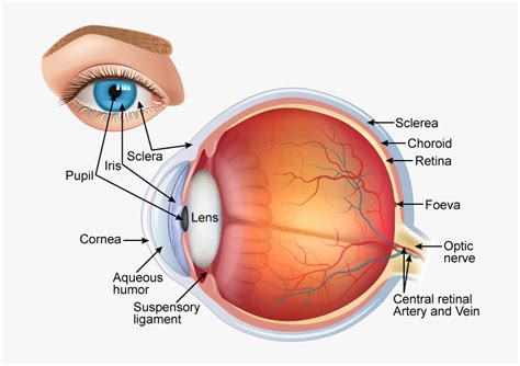 Diagram Of The Human Eye With Labels Work Labeled Enter Nih