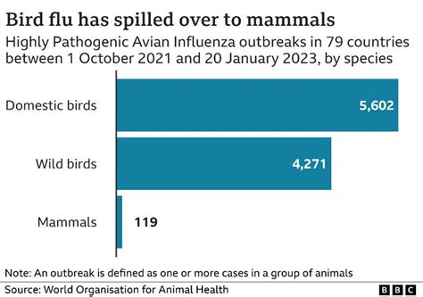 Bird Flu In America 2025 Leah Nettle