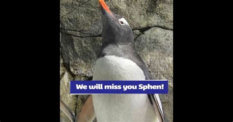 One Half Of World Famous Gay Penguin Couple Dies In Sydney