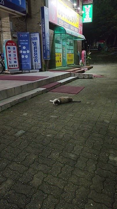 배 부른 사자 는 더 이상 사냥을 하지 않는다 Youtube