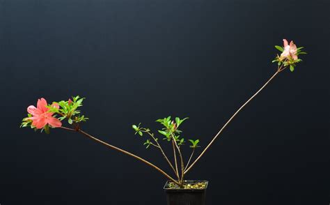 Yata No Kagami MiniSatsuki