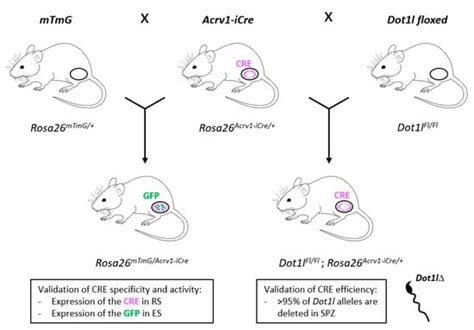 Generation And Characterization Of A Transgenic Mouse That Specifically Expresses The Cre