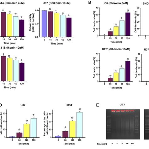 Shikonin Induced Cypa Activation And Chromatinolysis In Glioma Cells In