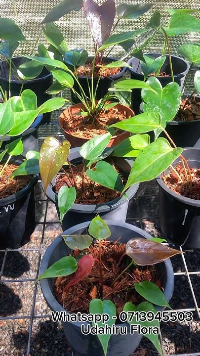 🦋මල් ආසන්නම ලොකු පැල පාට ගොඩයි වර්ග 10යි අතේ තියෙන ගානට වටින්න ලස්සනම පැල එකතුව Youtube