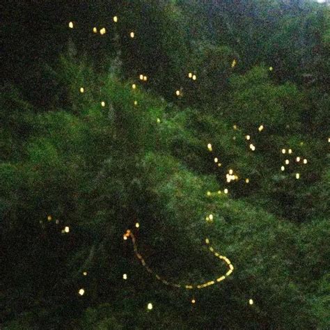 是心动啊！与萤火同行，快去峨边感受夜的浪漫！杨河乡为保护科学