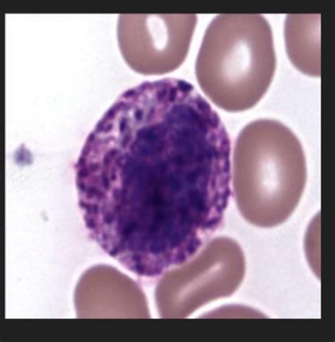 Immunology Flashcards Quizlet