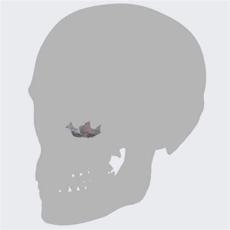 Inferior Nasal Concha Anatomyapp