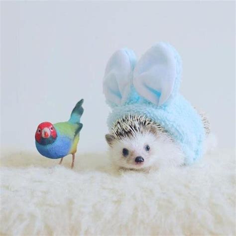 我知道小刺蝟很可愛但是沒想到會這麼可愛 每日頭條