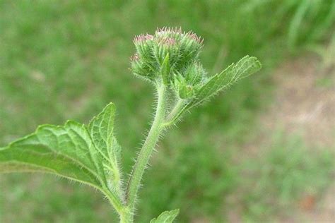 Ageratum Houstonianum