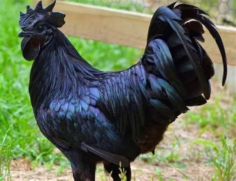 Black Kadaknath Murgi Adult For Meat Calories High At Rs 800kilogram