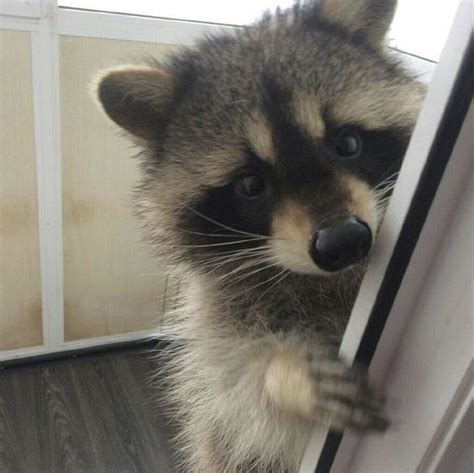 Raccoon Pfp