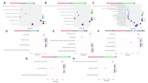 Go Annotation And Wikipathways Analysis Of Degs A C Dot Plots