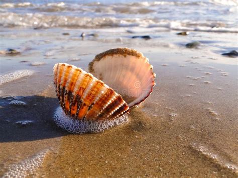 Small Seashell On The Sand On The Sea Beach In The Side Light Of Sun Background Close Up Stock