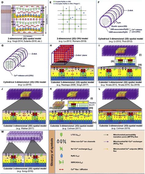 3 Representative Examples Of The Subcellular Structure Of Previously