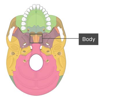Sphenoid Bone Inferior View