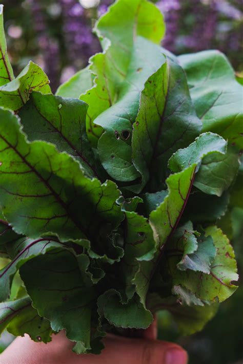 Beetroot Grow Guide Everything For Your Garden