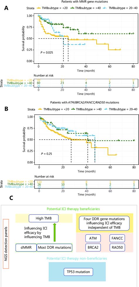 Associations Between Mmrddr Mutations And Tmb In Ici Therapy A