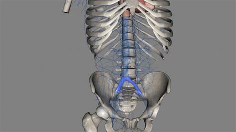 Premium Photo The Common Iliac Vein Is Formed By The Unification Of