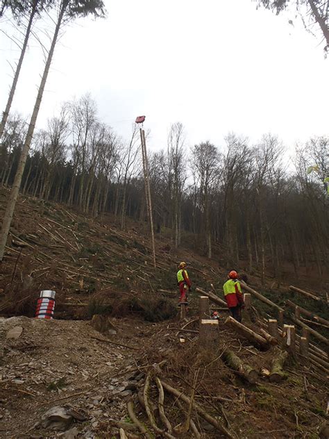 Skyline Logging Schonende Holzernte