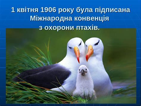Презентація 1 квітня Міжнародний день птахів Презентація