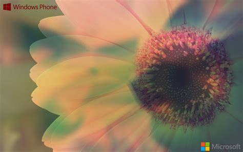 배경 화면 햇빛 창문 자연 사진술 녹색 화분 윈도우 Xp Microsoft Windows Windows 10 Ms Dos Windows Vista