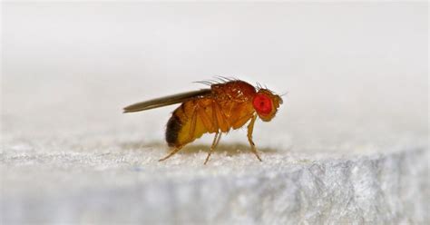 What Colors Attract Gnats Avoid These Colors