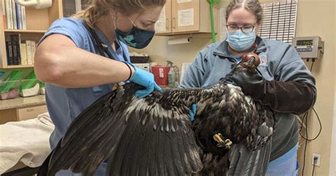 The Clinic For The Rehabilitation Of Wildlife Admits Two Bald Eagles