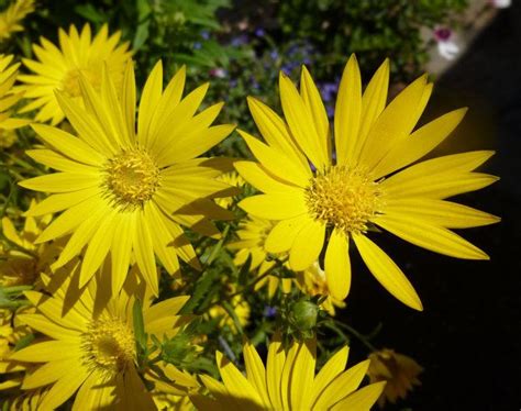 Xanthisma Alchetron The Free Social Encyclopedia