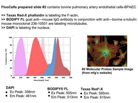 Project Prefab Fluoresence Ppt