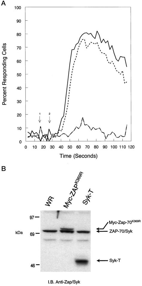Dominant Negative Syk Blocks Ly49d Induced Calcium Mobilization A