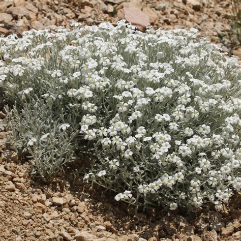 Cerastium Tomentosum