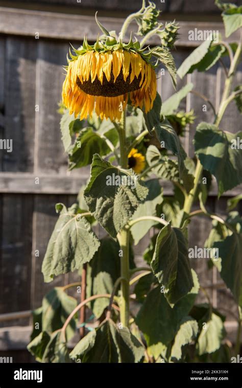 Helianthus Annuus Sunflowers Wilting In Serious Heat Of Abnormal Summer