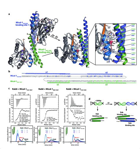 The Two Rab Binding Sites Are Highly Similar A The Structure Of Download Scientific Diagram