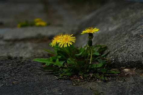 Kwiat Botanika Mniszek Lekarski Darmowe Zdjęcie Na Pixabay Pixabay