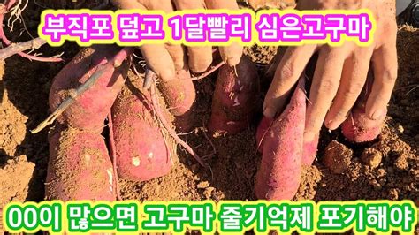 00이 많으면 고구마줄기억제 포기해야부직포덮고 1달빨리심은 고구마 캐보기 Youtube