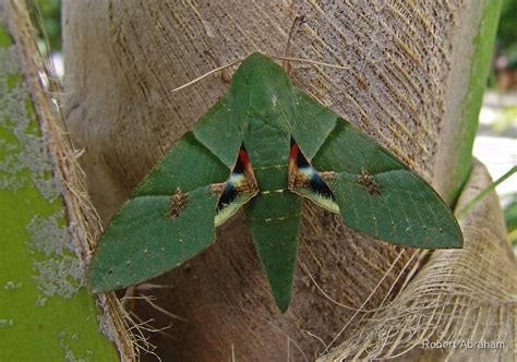 Gaudy Sphinx Moth By Robert Abraham Redbubble